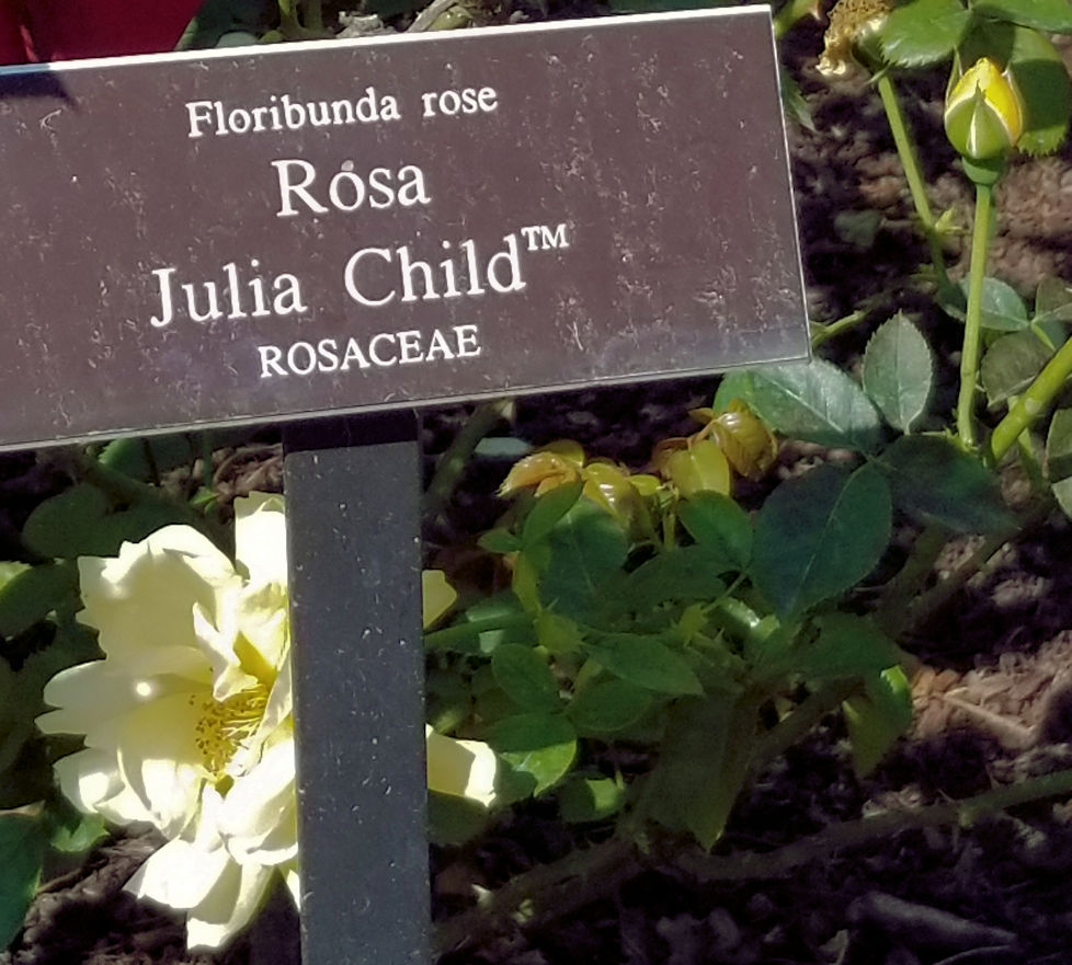 Rosa Child – Lisa Merriam
